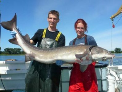 L’esturgeon : le «monstre» du fleuve - L’Hebdo Journal