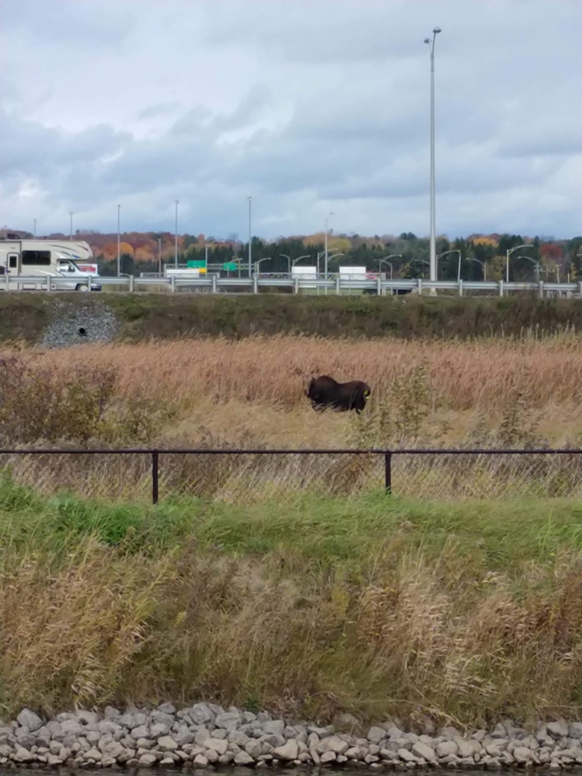 Une femelle orignal en cavale à Trois-Rivières - L’Hebdo Journal